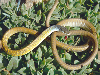 Snakes Harmful & Harmless - Golden Tree Snake