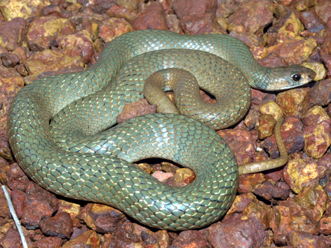 Snakes Harmful & Harmless - Ringed Brown Snake