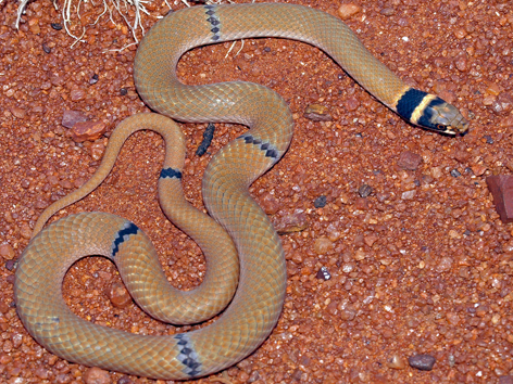 Snakes Harmful & Harmless - Ringed Brown Snake